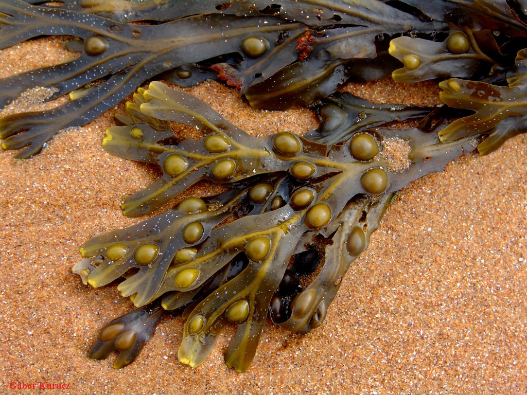 Fucus vesiculosus and its health benefits – b2health.es